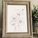 Original Cosmos Flower Ink Sketch - Neutral Drawing Print - Cosmos ...