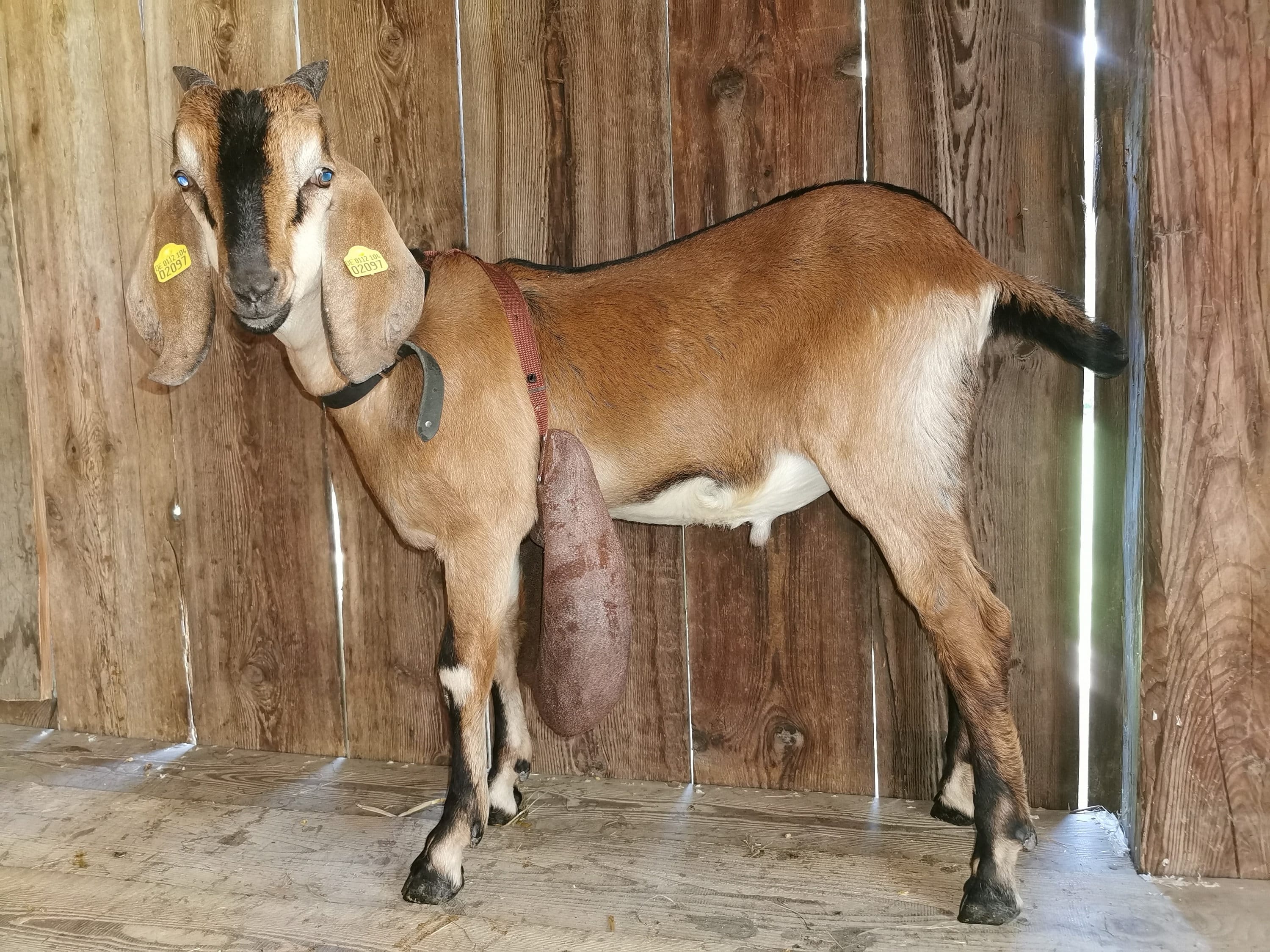 Fbock Apron for Sheep and Goats With Reinforcement - Etsy