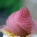 10+ Prairie Smoke Seeds - Etsy