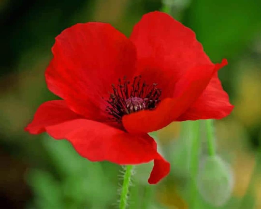 10+ Red Poppy Seeds - Etsy
