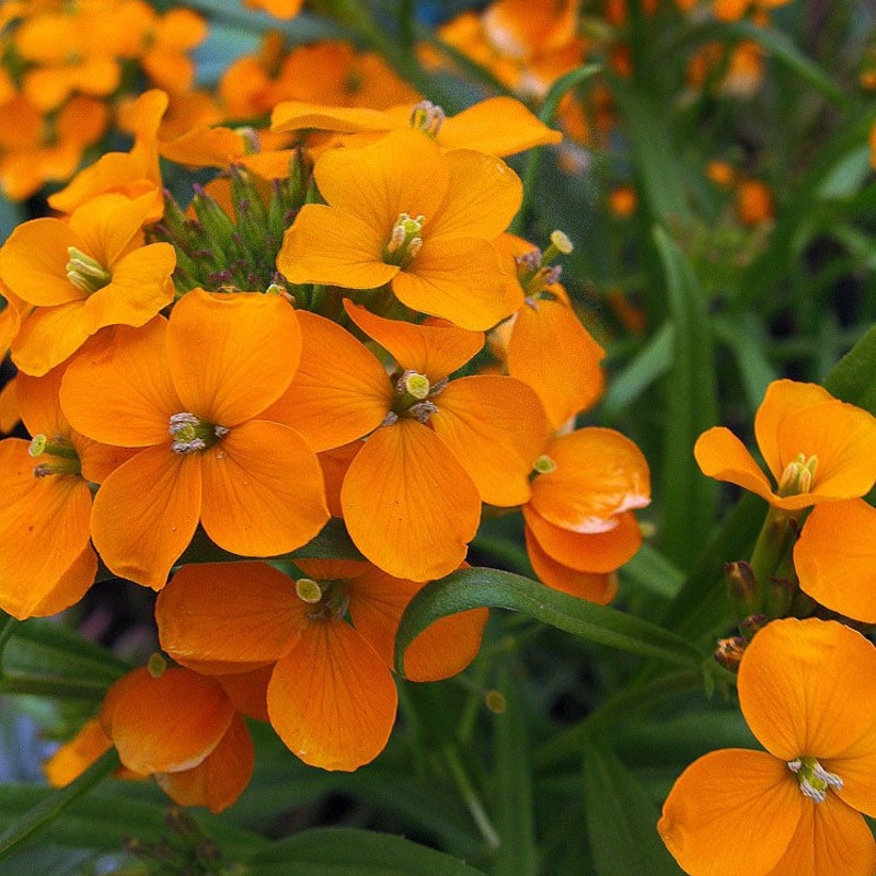 Siberian Wallflower - Etsy