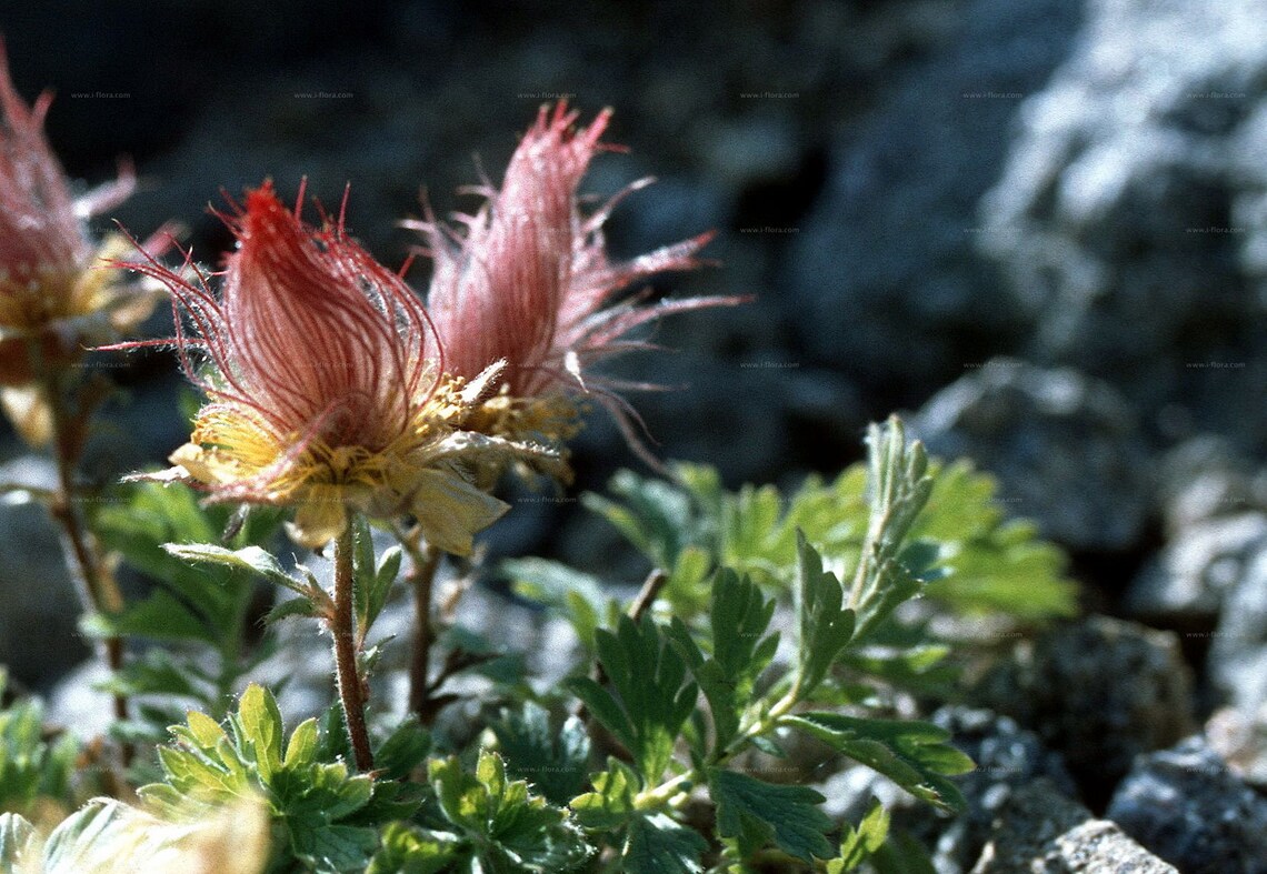 10+ Prairie Smoke Seeds - Etsy