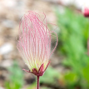 10+ Prairie Smoke Seeds - Etsy