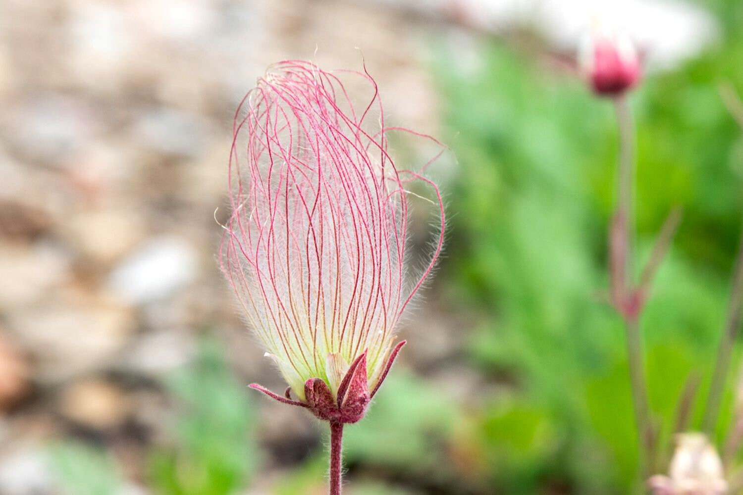 10+ Prairie Smoke Seeds - Etsy