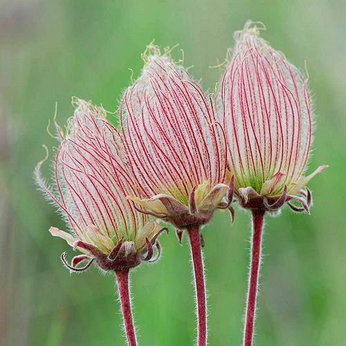 10+ Prairie Smoke Seeds - Etsy