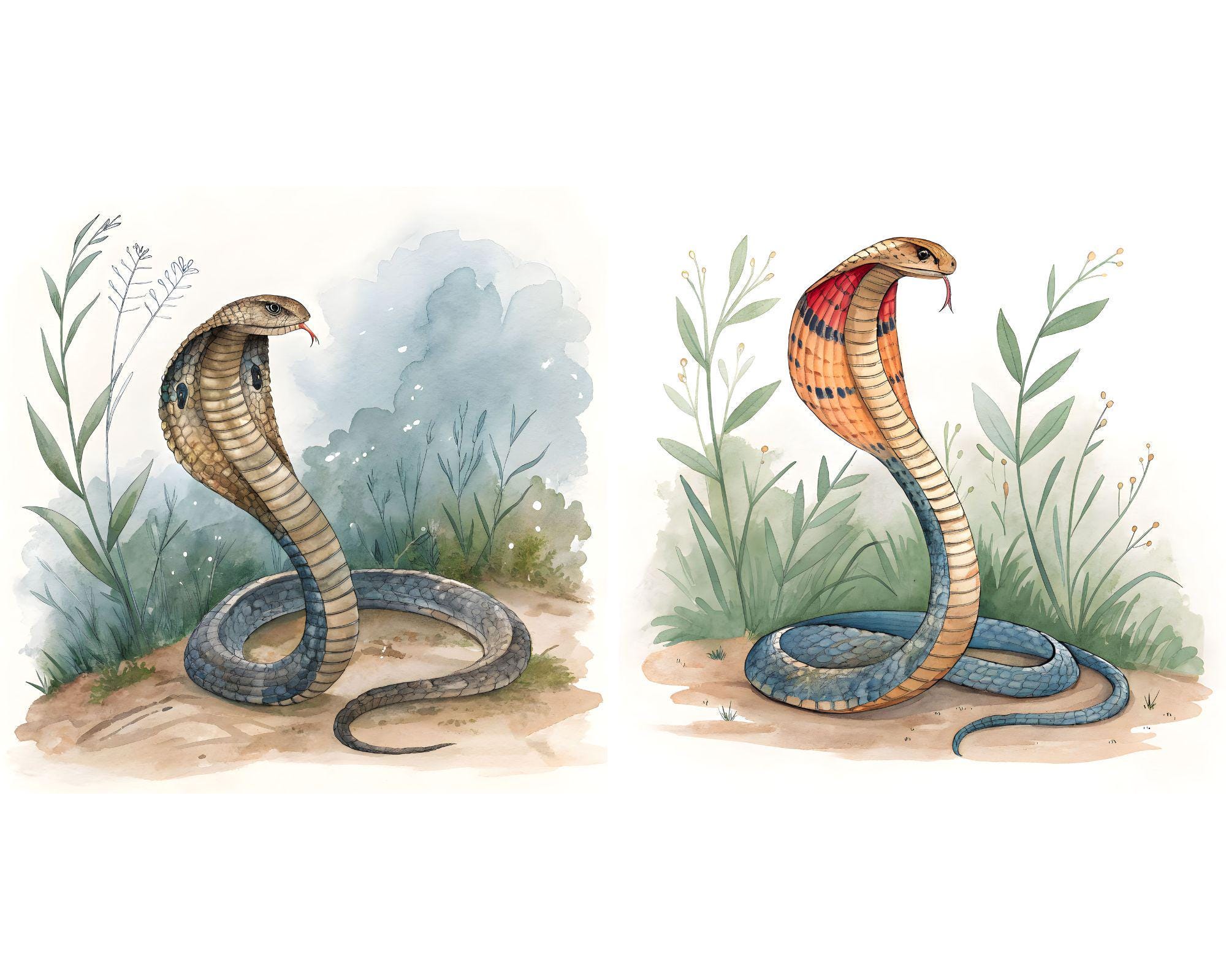 Watercolor Cobra Snake Clipart: Reptile Illustration (digital Download ...