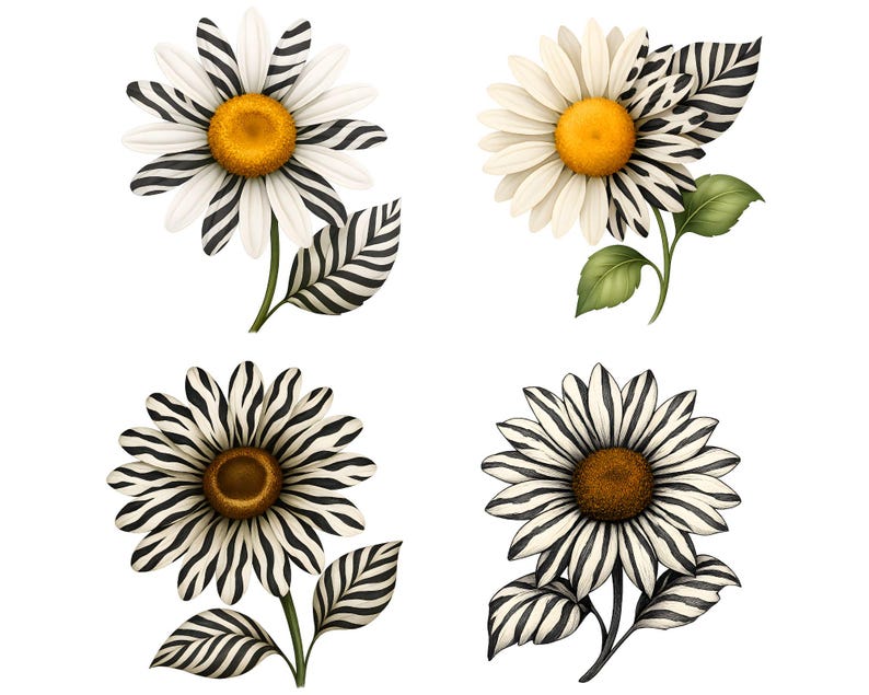 Zebra Print Daisy Clipart: Watercolor Floral 24 PNG Bundle (digital ...