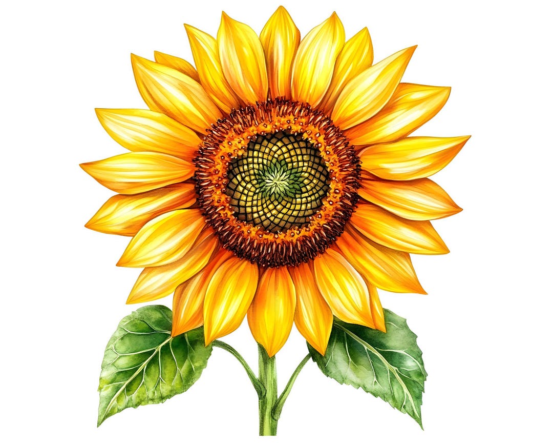 Watercolor Sunflower Clipart: 16 PNG Floral Illustrations (digital ...
