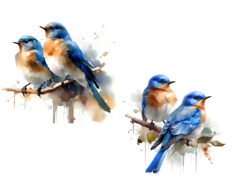 Watercolor Bluebird Clipart: Hand-painted Bird Illustrations (digital ...