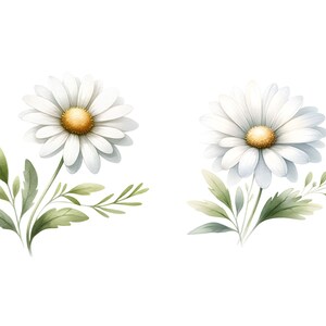 Watercolor Daisy Clipart: Botanical PNG Floral Illustration (digital ...