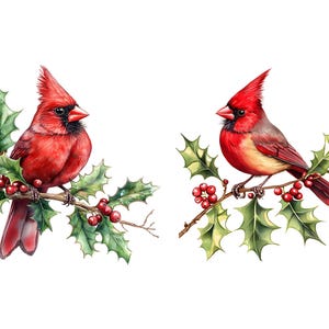Christmas Red Cardinal Clipart, 16 JPG, Cardinal on A Holly Branch ...