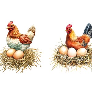 Watercolor Chicken Clipart, Hen Hatching Eggs, 16 JPG, Farm Bird, Paper ...