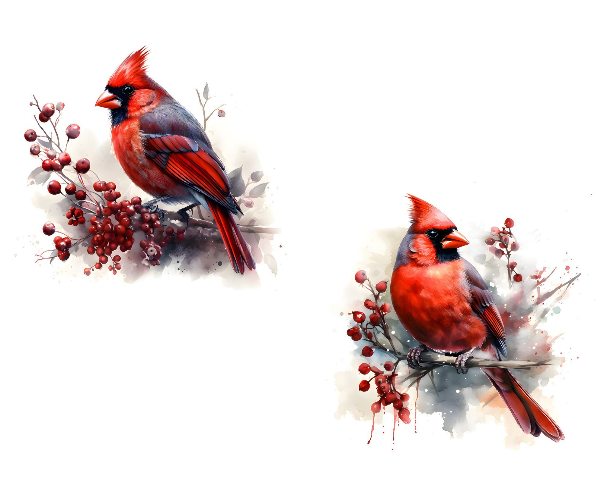 Watercolor Red Cardinal Clipart: 14 Bird Jpgs, Commercial Use (digital ...