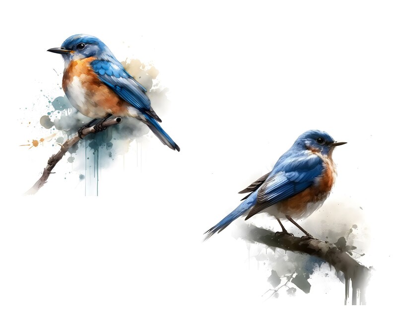 Watercolor Bluebird Clipart: Hand-painted Bird Illustrations (digital ...