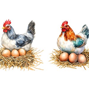 Watercolor Chicken Clipart, Hen Hatching Eggs, 16 JPG, Farm Bird, Paper ...