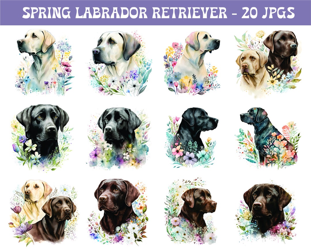 Spring Labrador Retriever Clipart, 20 Jpgs, Watercolor Labrador ...