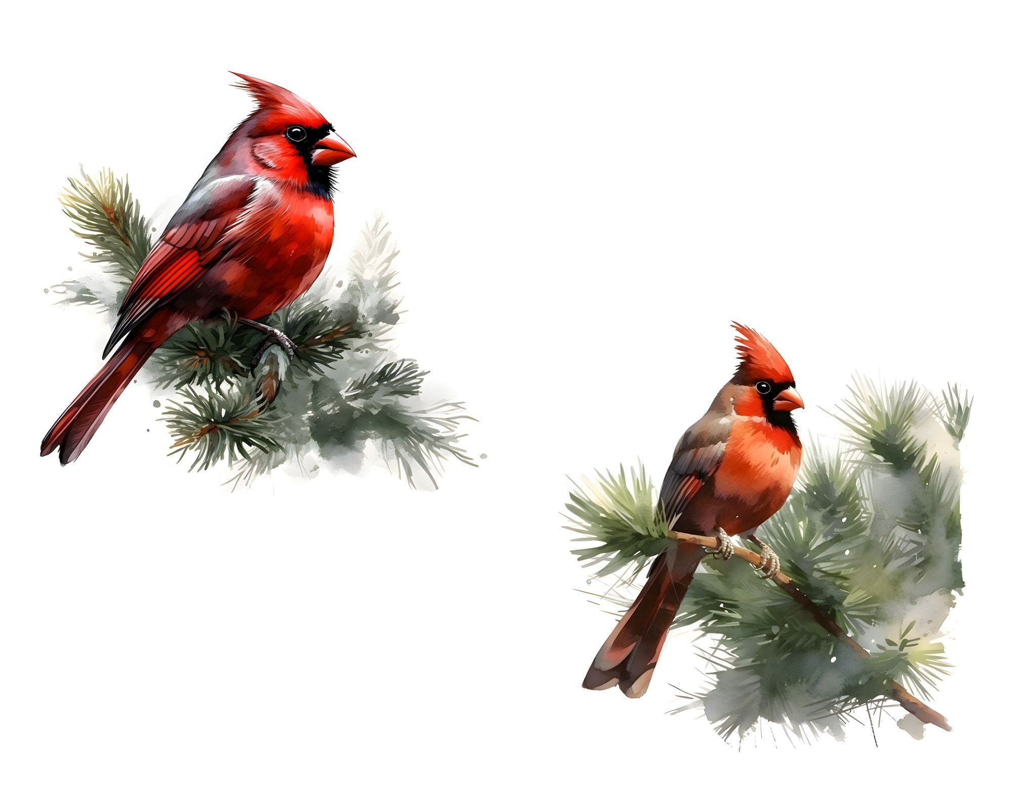 Red Cardinal Clipart, 14 Jpgs, Watercolor Red Cardinal, Bird Images ...