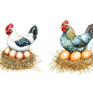 Watercolor Chicken Clipart: Hen Hatching Eggs (digital Download) - Etsy