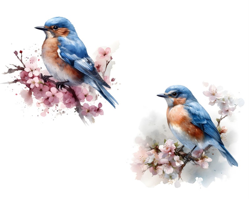 Watercolor Bluebird Clipart: Hand-painted Bird Illustrations (digital ...