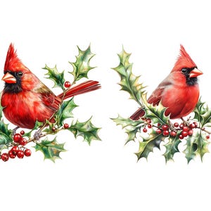 Christmas Red Cardinal Clipart, 16 JPG, Cardinal on A Holly Branch ...