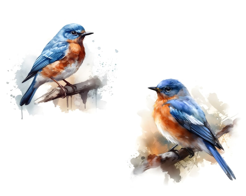 Watercolor Bluebird Clipart: Hand-painted Bird Illustrations (digital ...