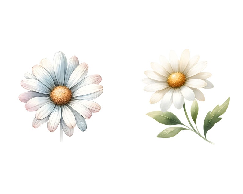 Watercolor Daisy Clipart: Botanical PNG Floral Illustration (digital ...