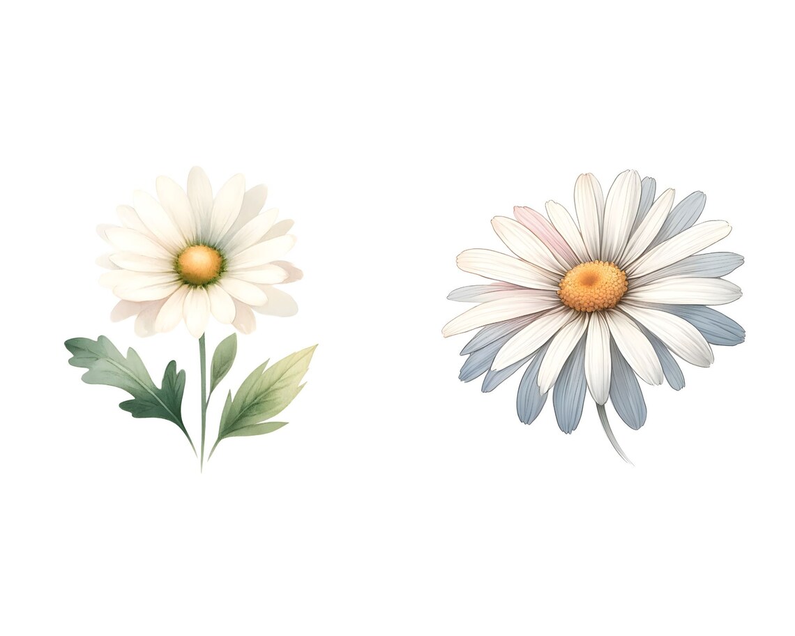 Watercolor Daisy Clipart: Botanical PNG Floral Illustration (digital ...