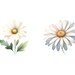 Watercolor Daisy Clipart: Botanical PNG Floral Illustration (digital ...