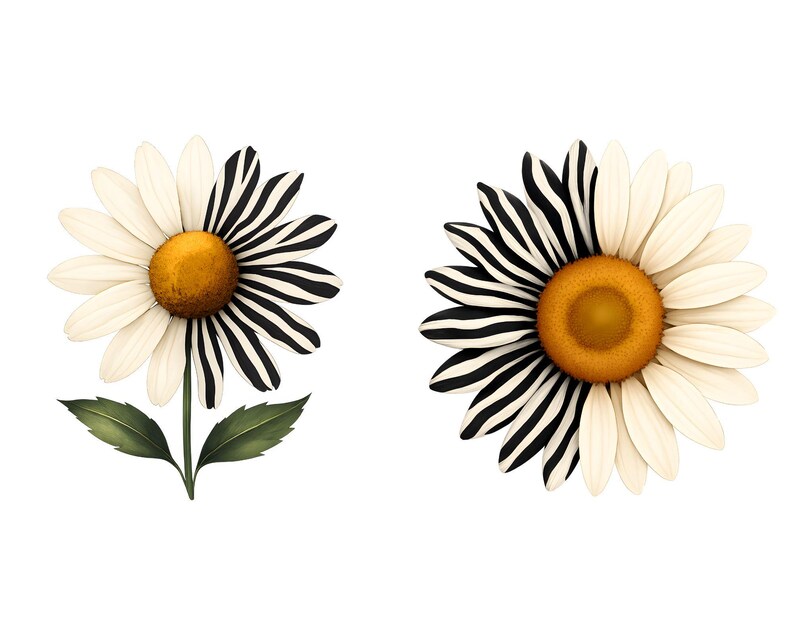 Zebra Print Daisy Clipart: Watercolor Floral 24 PNG Bundle (digital ...