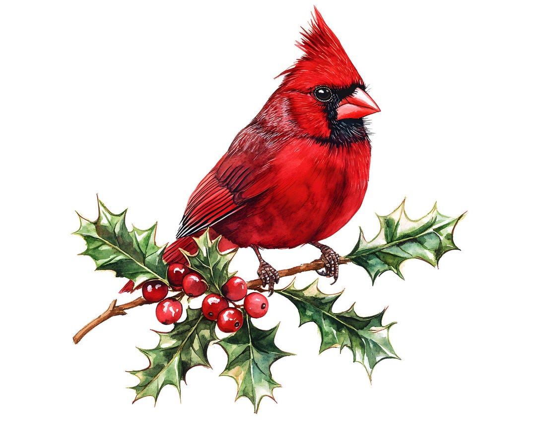 Christmas Red Cardinal Clipart, 16 JPG, Cardinal on A Holly Branch ...