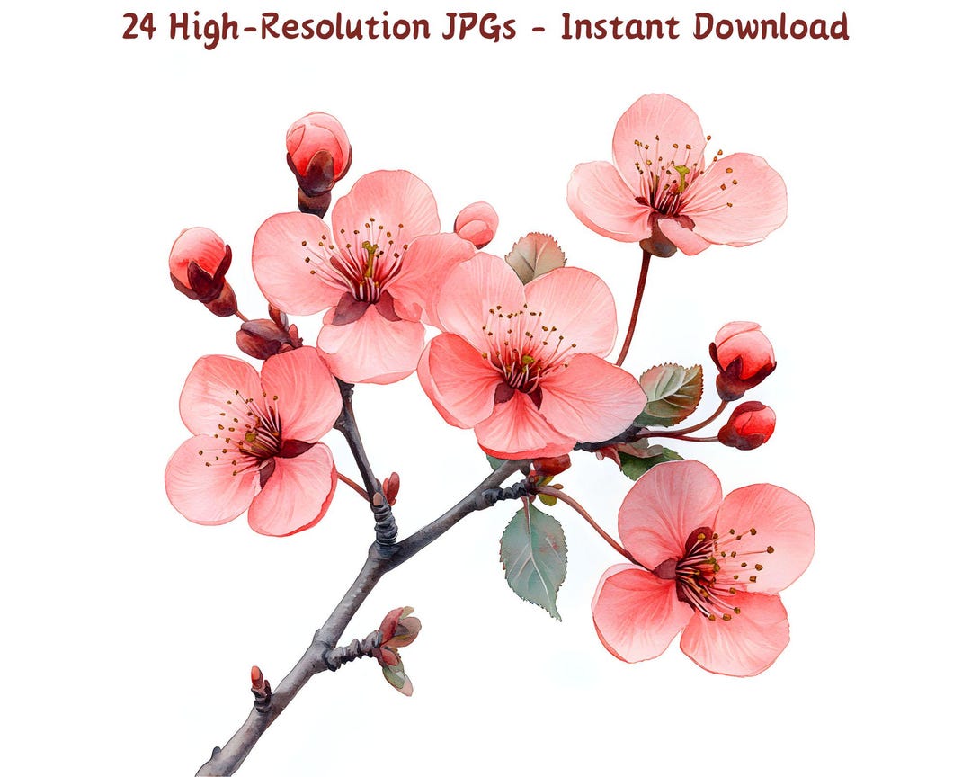 Watercolor Cherry Blossom Clipart: Spring Floral Illustrations (24 JPG ...