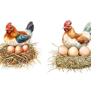 Watercolor Chicken Clipart, Hen Hatching Eggs, 16 JPG, Farm Bird, Paper ...