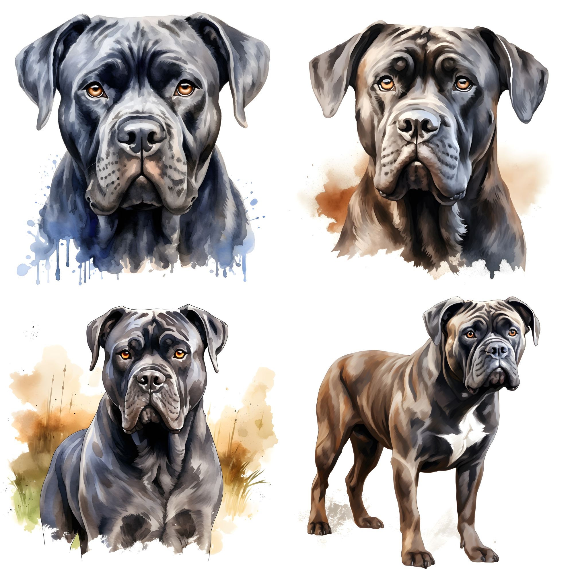 Cane Corso Clipart, 18 Jpgs, Watercolor Cane Corso, Scrapbook Images ...