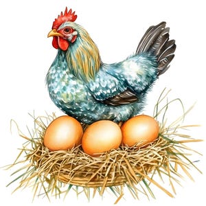 Watercolor Chicken Clipart, Hen Hatching Eggs, 16 JPG, Farm Bird, Paper ...