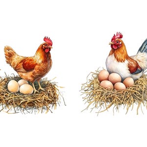 Watercolor Chicken Clipart, Hen Hatching Eggs, 16 JPG, Farm Bird, Paper ...