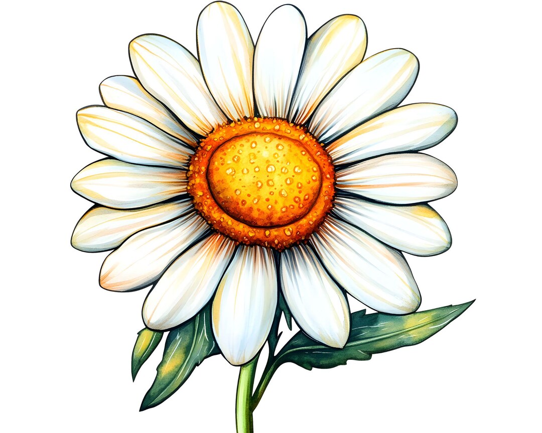 Watercolor Daisy Clipart: Floral 12 PNG Graphics (digital Download) - Etsy