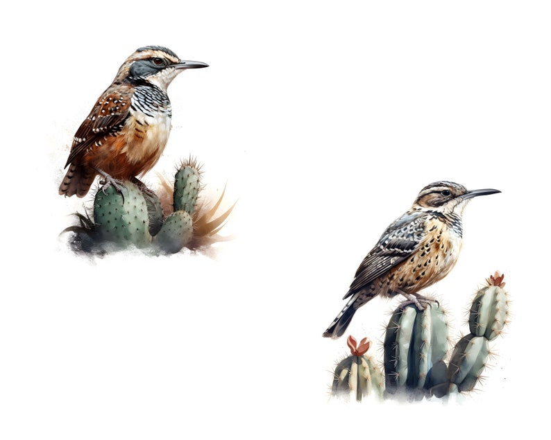 Cactus Wren Clipart, 15 JPG, Watercolor Birds, Bird Clipart, Bird Wall ...