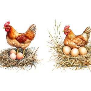 Watercolor Chicken Clipart, Hen Hatching Eggs, 16 JPG, Farm Bird, Paper ...