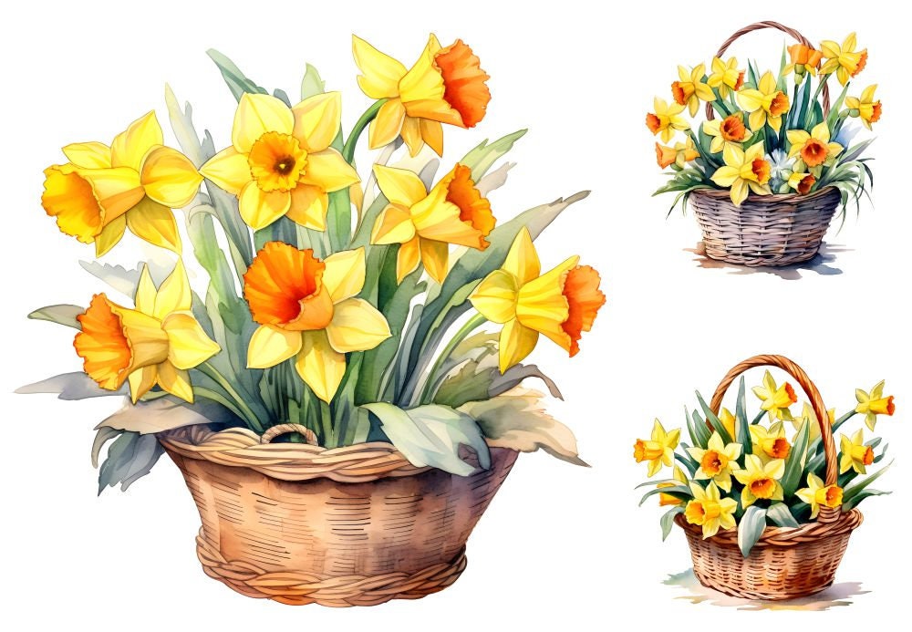 Watercolor Daffodils Clipart, 16 Jpgs, Daffodil Flowers Clipart, Basket ...