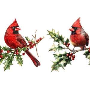 Christmas Red Cardinal Clipart, 16 JPG, Cardinal on A Holly Branch ...