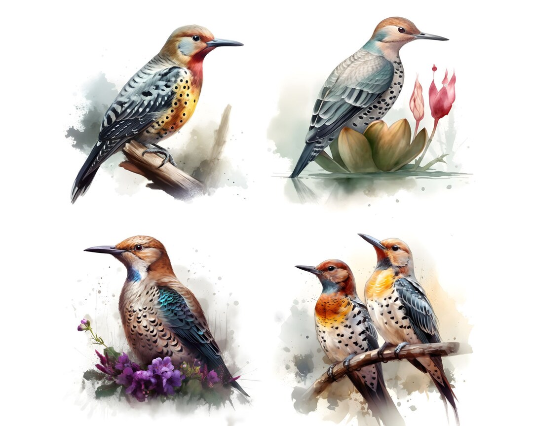 Northern Flicker Clipart, 14 Jpgs, Watercolor Northern Flicker ...