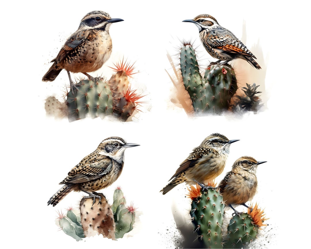 Cactus Wren Clipart, 15 JPG, Watercolor Birds, Bird Clipart, Bird Wall ...