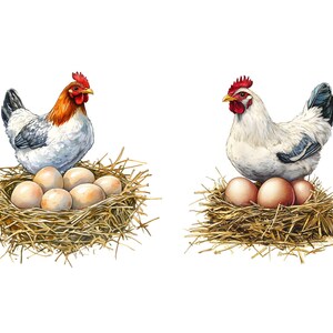 Watercolor Chicken Clipart, Hen Hatching Eggs, 16 JPG, Farm Bird, Paper ...