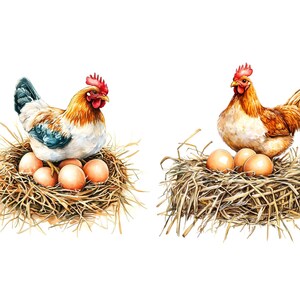 Watercolor Chicken Clipart, Hen Hatching Eggs, 16 JPG, Farm Bird, Paper ...