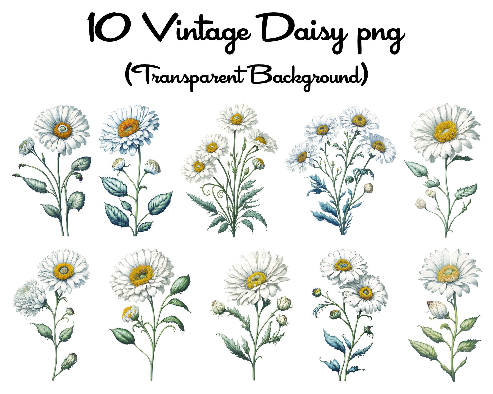 Daisy Clipart, 10 High Quality Daisy Pngs, Watercolor Flower Clipart ...