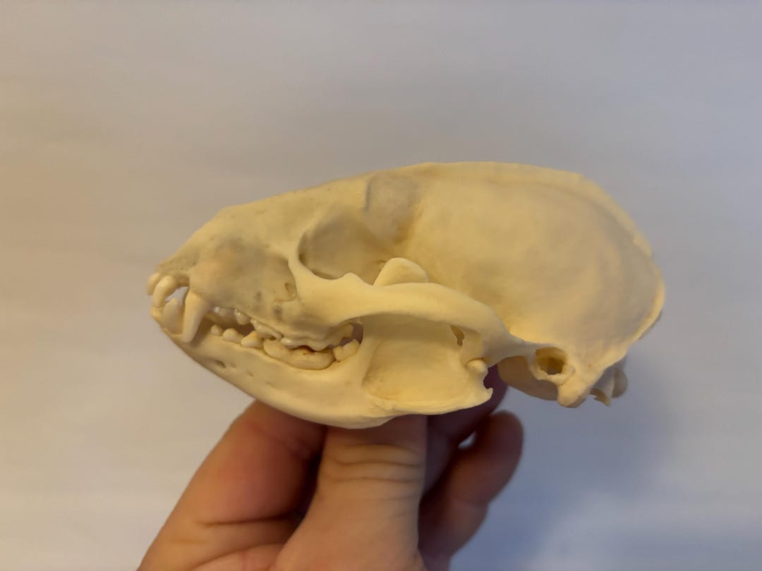 Sand Badger Skull rare - Etsy UK