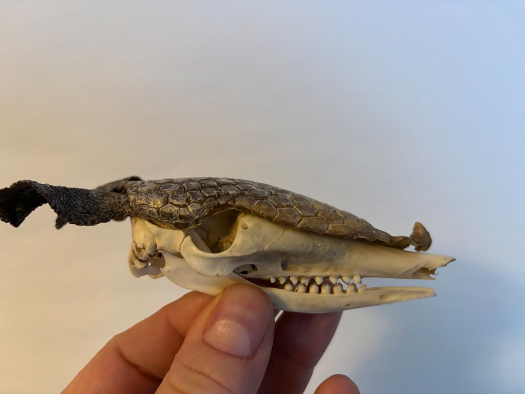 9 Banded Armadillo Skull - Etsy