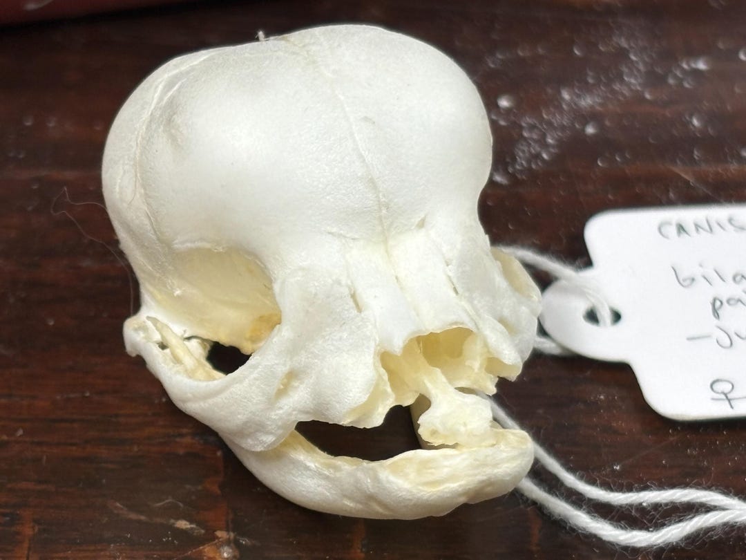 Deformed Puppy Skull - Etsy