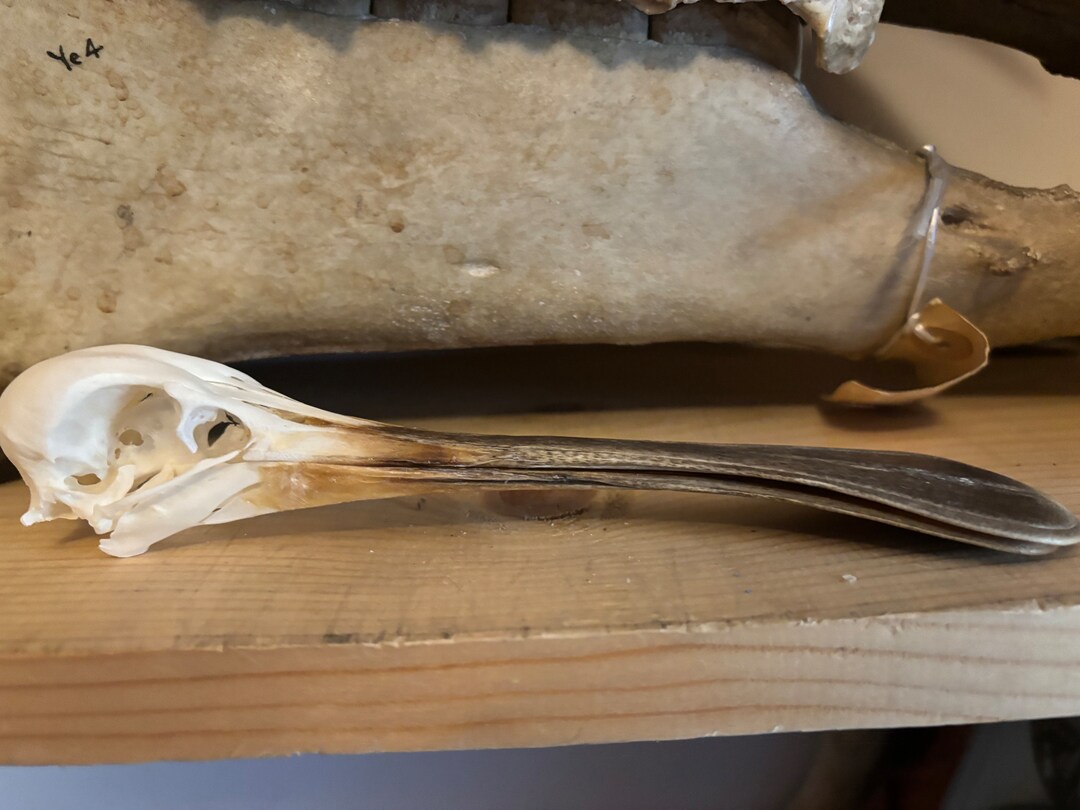 African Spoonbill Skull - Etsy