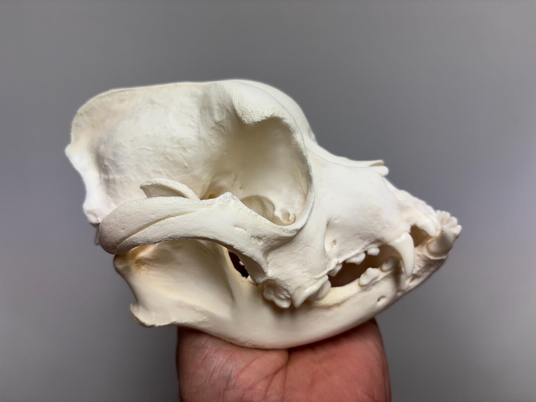Shar Pei Dog Skull - Etsy UK